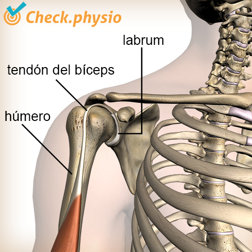 Causa, síntomas y tratamiento | Lesión SLAP - Physiocheck.cl